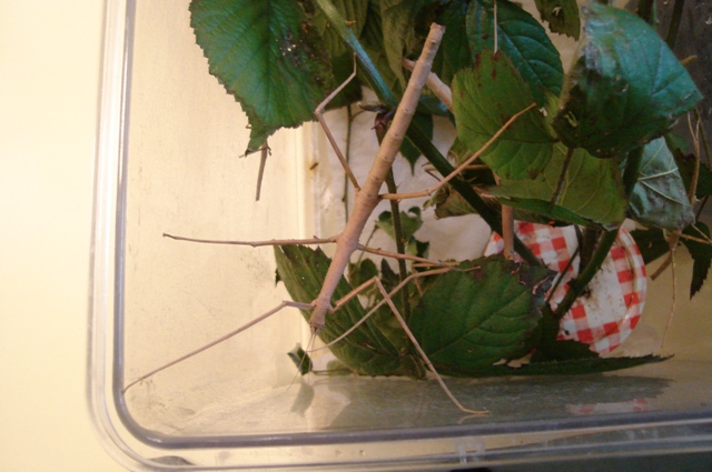 Elevage de phasmes - Maternelle Pierre Pirou - Saint-Aubin sur Gaillon